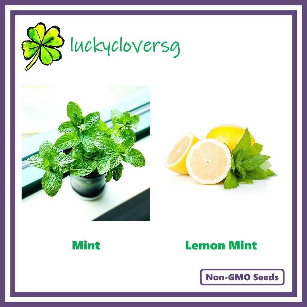 Mint Leaf / Lemon Mint / Leaves / Mentha - *Seeds from SG* | Shopee ...