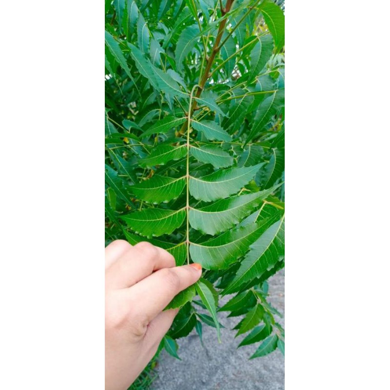 Mambu Leaf / Neem (anti-bacteria Herb) | Shopee Singapore