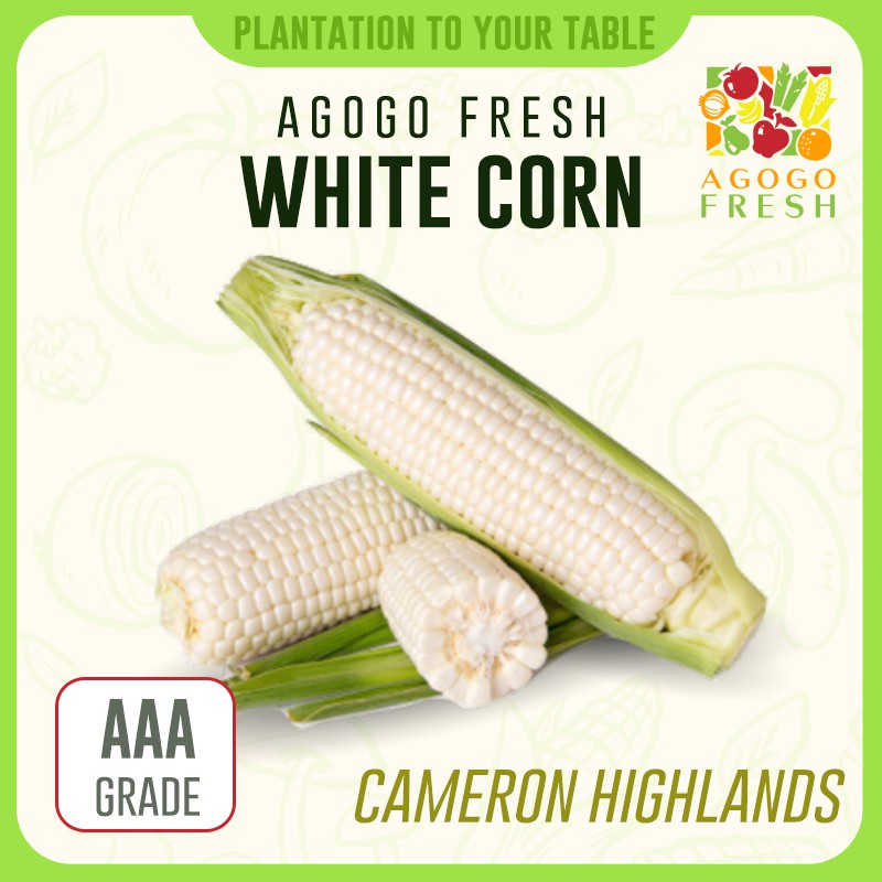 [Agogo Fresh - Vegetables] Cameron Highlands White Corn (1pcs) | Shopee ...