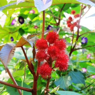 100% Original 10-15pcs/Bag Two Colors Ricini Semen Seeds for Planting ...