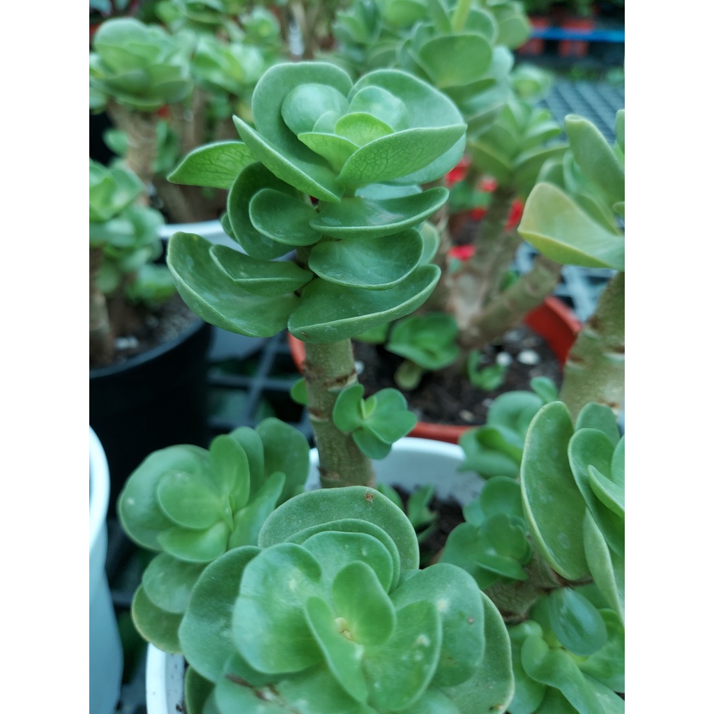 Portulaca Money Gold Coin Succulent Indoor Home House Potted Plant ...