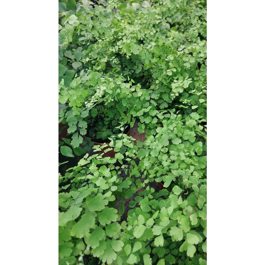 Maidenhair Fern Adiantum Fragrans Home House Indoor Potted Plant ...