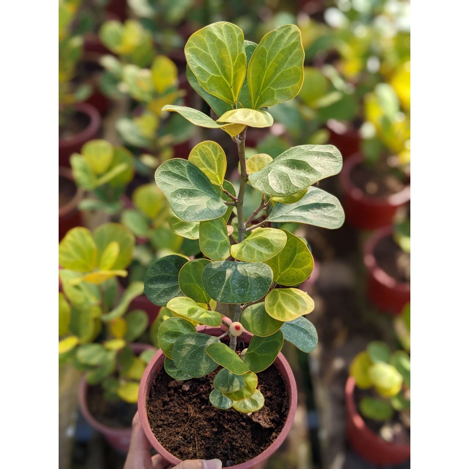 Ficus Deltoidea (Mistletoe Fig) - Beautiful, Fuss Free Plant | Shopee ...