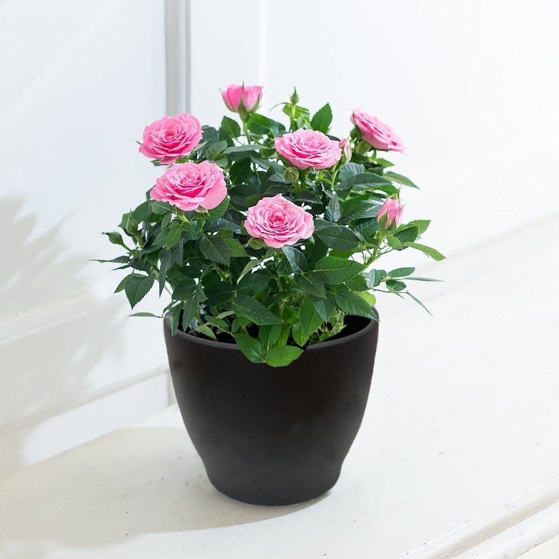 Miniature Rosa, Mini Rose Baby Pink (0.4mH, in pot of 10.5cm diameter ...