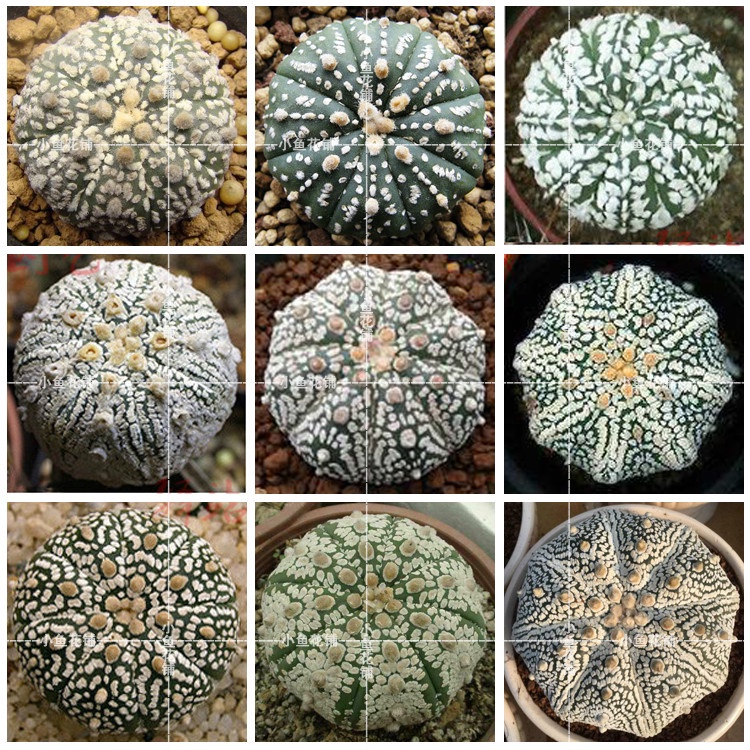 Cactus seeds - Astrophytum Asteria Super Kabuto Living Rock Star Plant ...