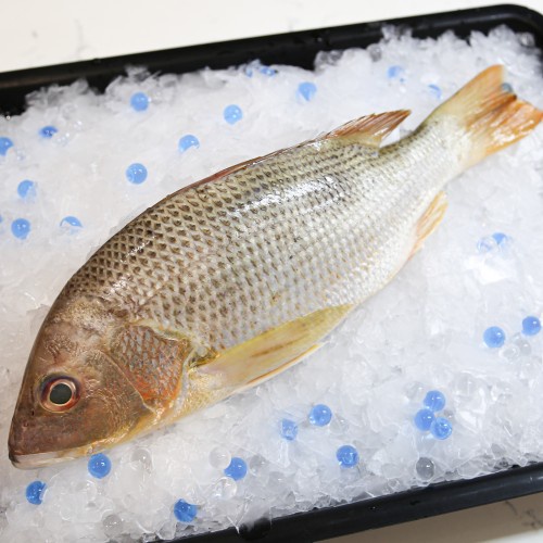 Fresh Golden Snapper Whole (Ang Zhor) [500g] | Shopee Singapore