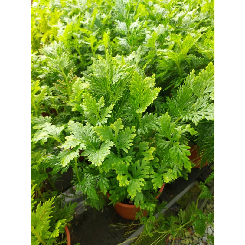 Selaginella Live Plant - Fresh Gardening Indoor Plant Outdoor Plant ...