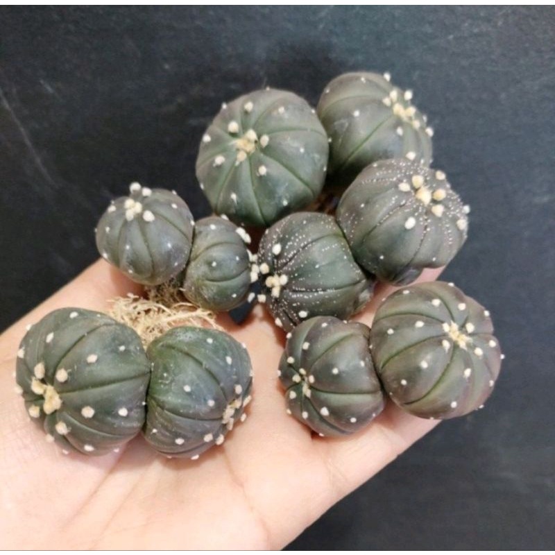 Assorted Rare Cactus and Succulents | Shopee Singapore