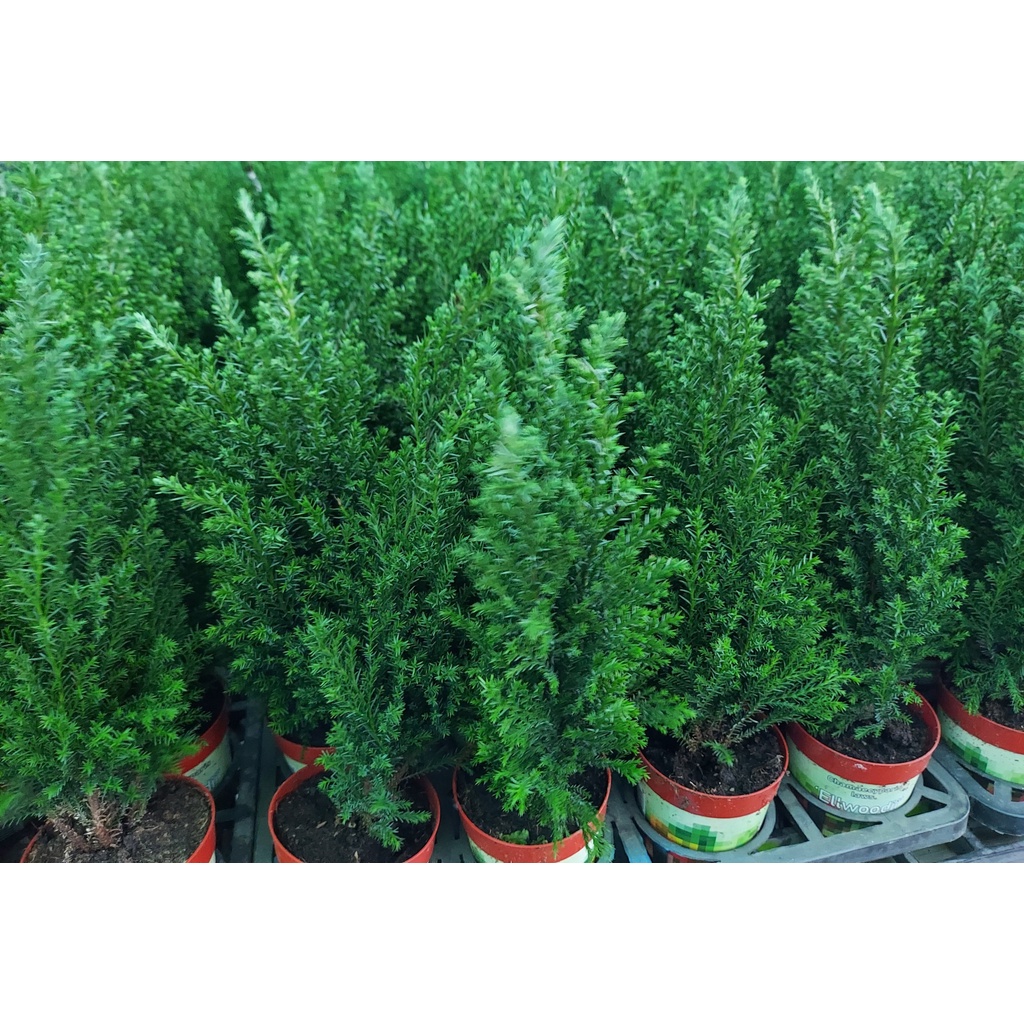 Christmas Tree Chamaecyparis Lawsoniana Ellwoodii Lawson Cypress Port ...