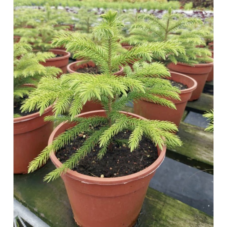Araucaria Excelsa Live Plant - Fresh Gardening Indoor Plant Outdoor ...