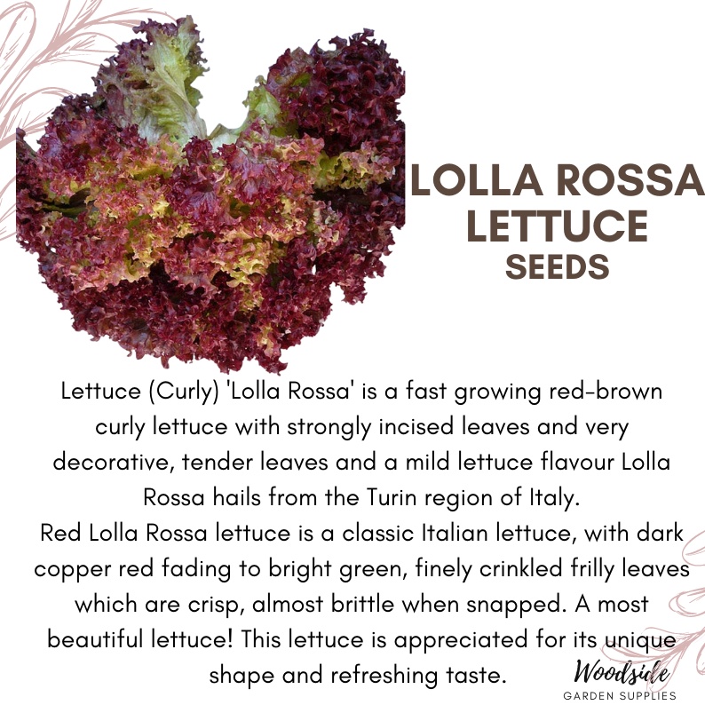 Lolla Rossa/Red Batavia/Red Oaklef/ Red & Green Salad Mix/Chrys Green ...