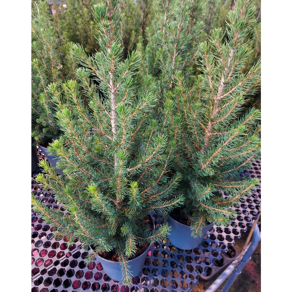 Picea Glauca Conica White Spruce Christmas Tree Indoor House Home ...
