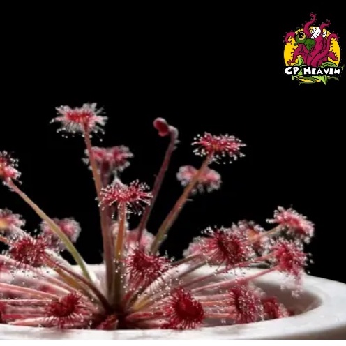 carnivorous plants: sundew (drosera paradoxa) | Shopee Singapore