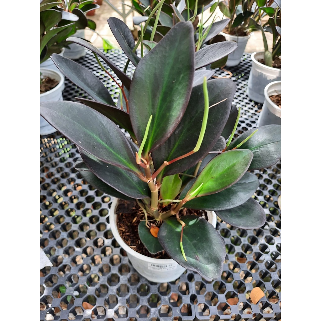 Peperomia Clusiifolia Red Margin/ Red edge peperomia / Peperomia Margin ...