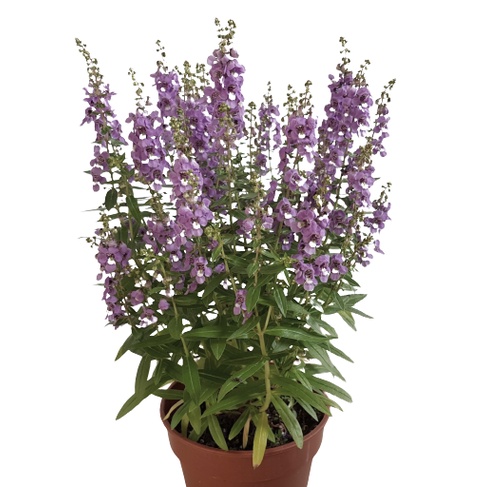 Angelonia angustifolia, Summer Snapdragon, Light Violet (0.35m ...