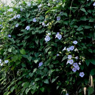 Thunbergia Grandiflora/Sky Vine/Thunbergia/Creeper Plants | Shopee ...