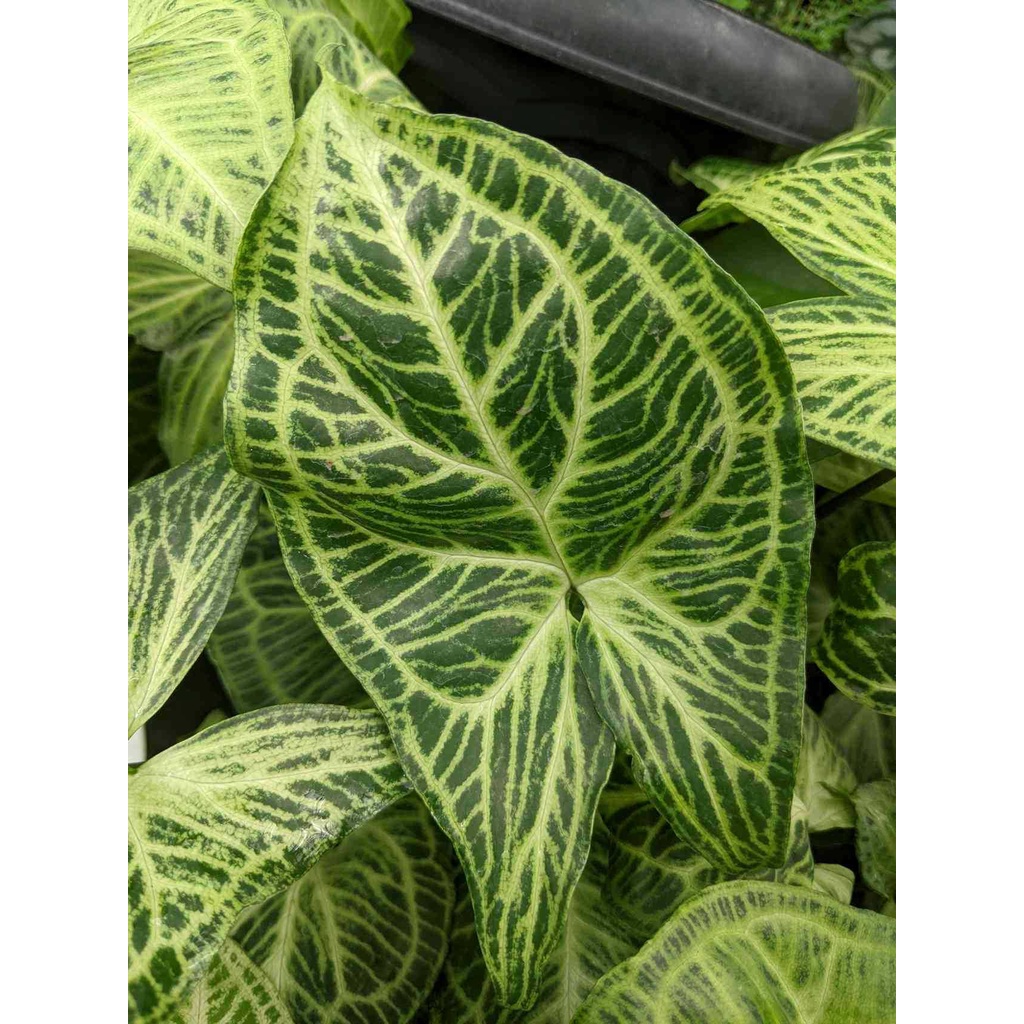 Syngonium Batik | Shopee Singapore