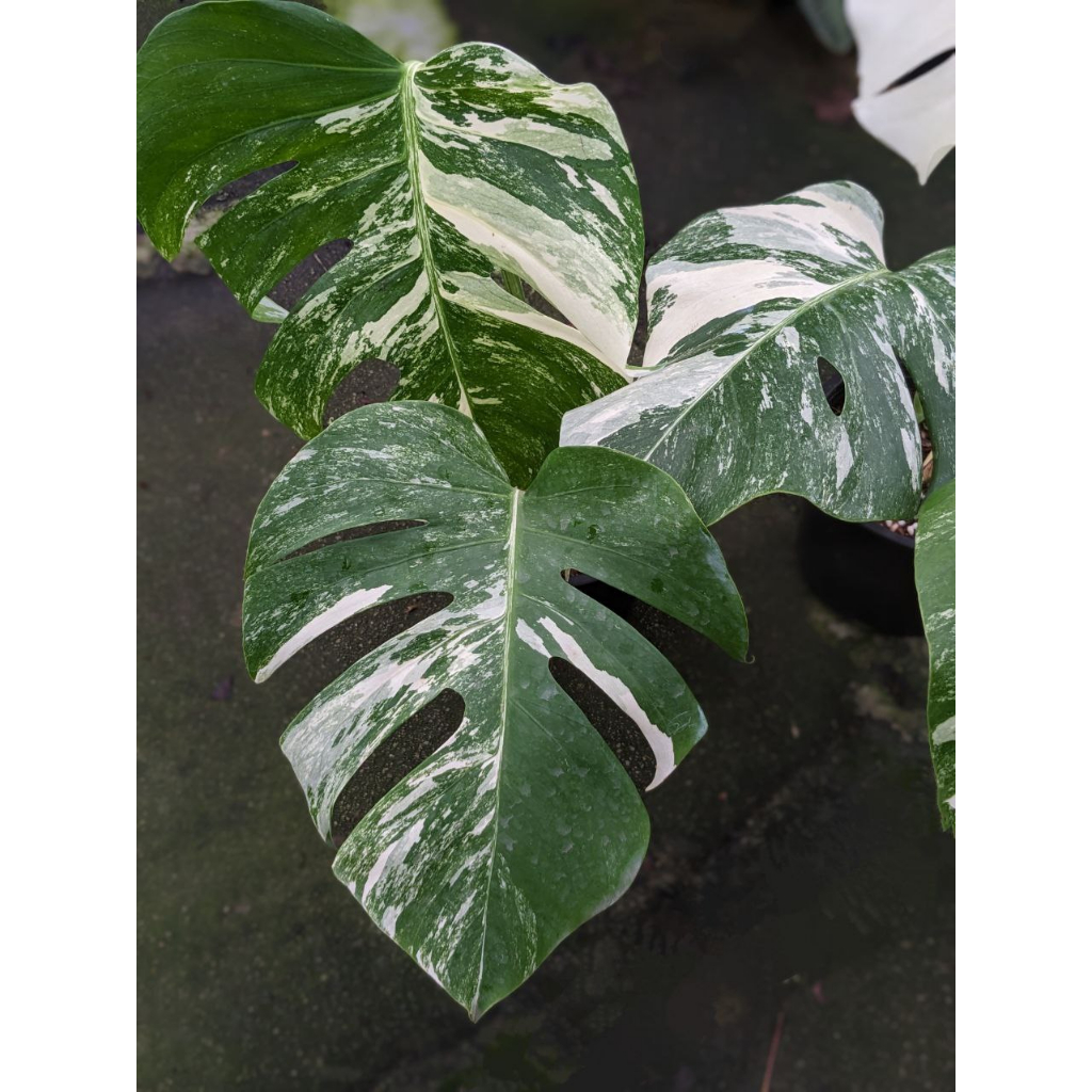 Monstera Borsigiana Variegata Albo - Exotic and Rare Beautiful ...